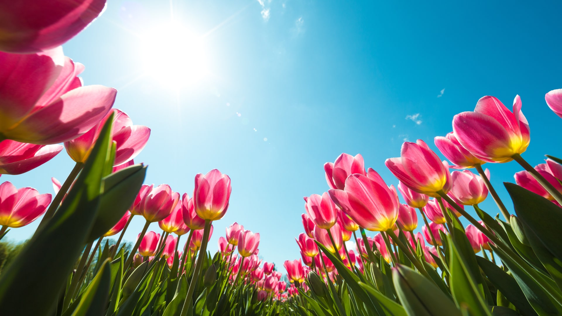 mano.bite.lt | Sveiki